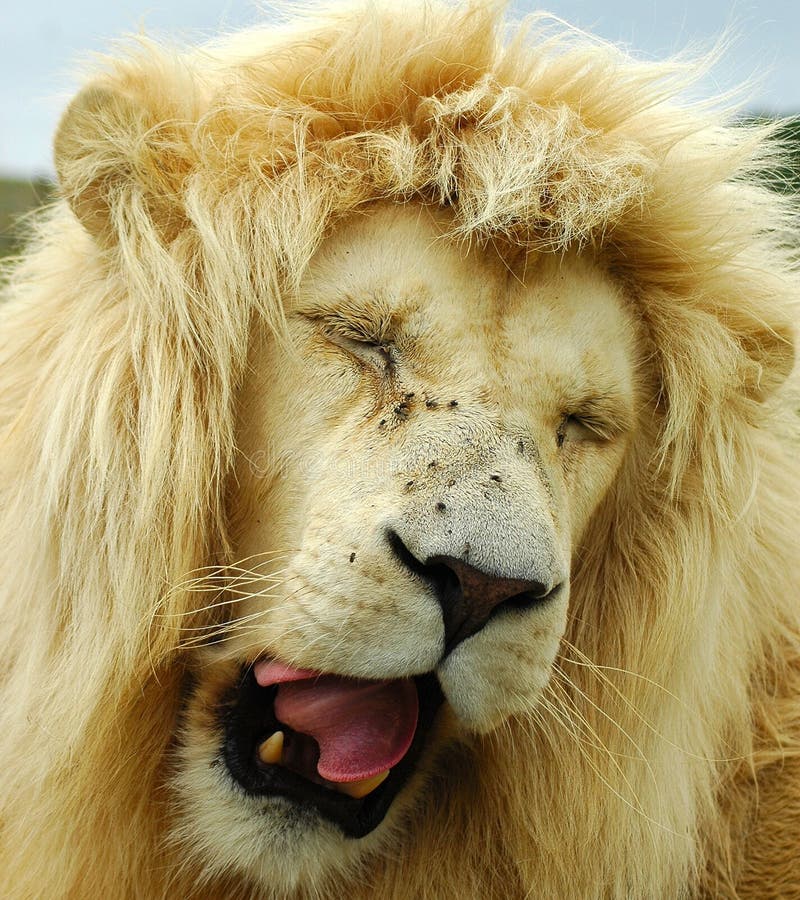 León Lame La Cara Aislada En El Fondo Blanco Imagen de archivo - Imagen ...