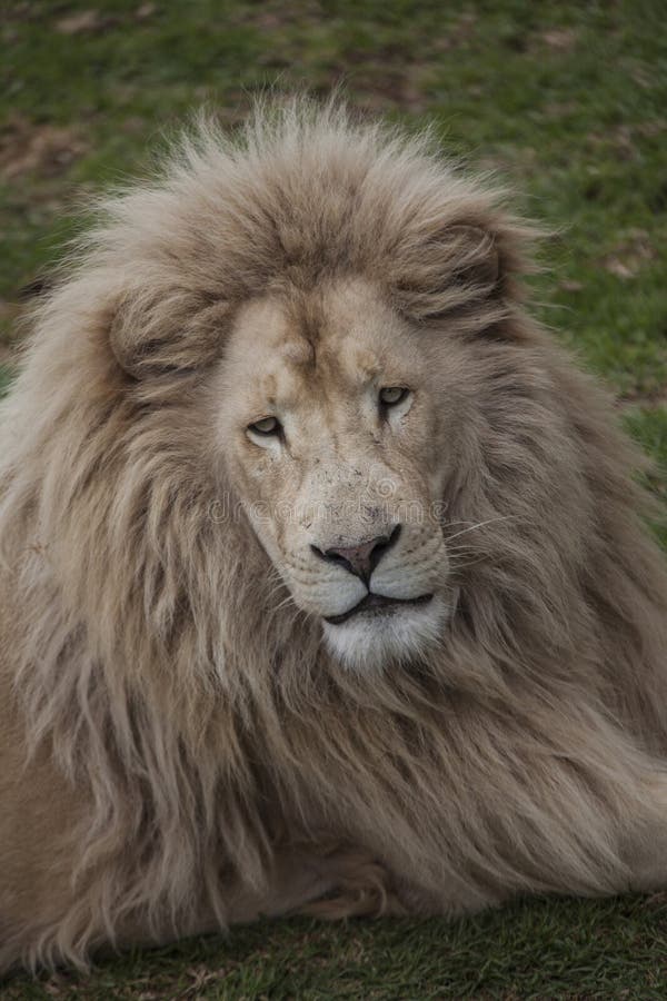 León de la onza imagen de archivo. Imagen de leones, verde - 26143919