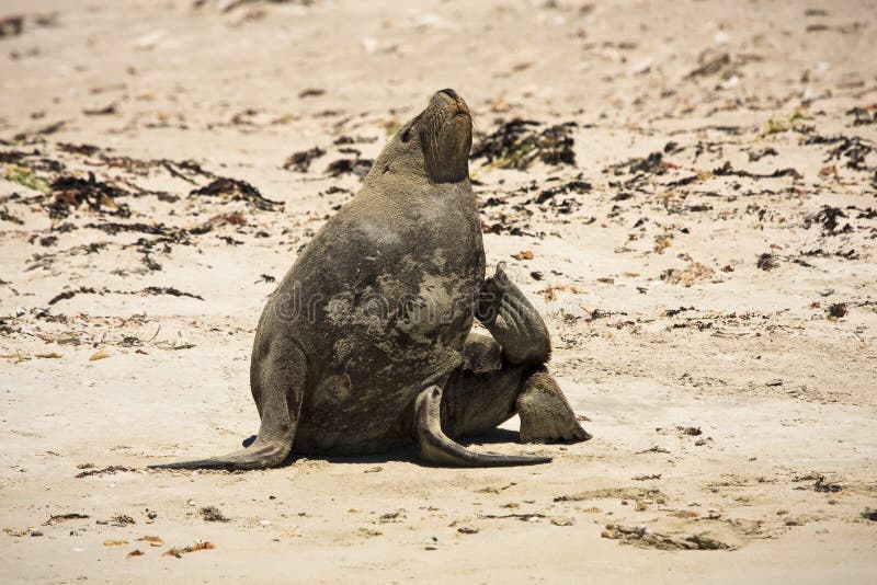 León de mar imagen de archivo. Imagen de australiano - 12674489