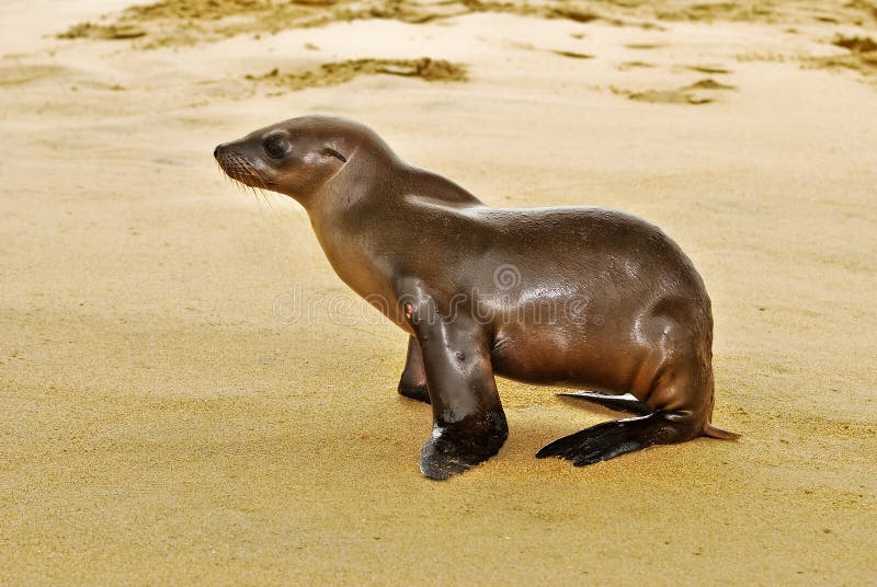 León de mar foto de archivo. Imagen de león - 13138256