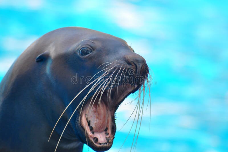 León de mar foto de archivo. Imagen de animal, marina - 14780994
