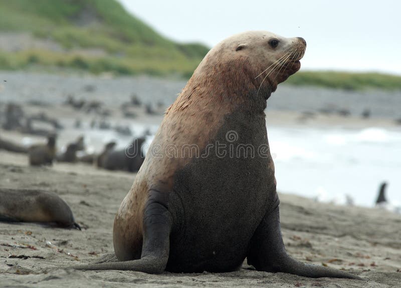 León de mar imagen de archivo. Imagen de recorrido, siberia - 14889177