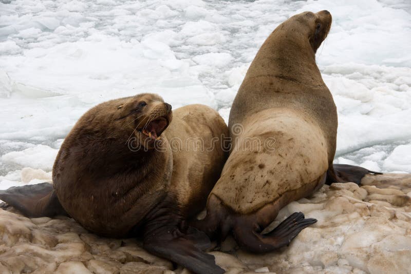 León de mar foto de archivo. Imagen de costa, coastline - 16792814
