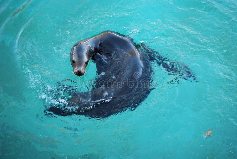 León de mar foto de archivo. Imagen de animal, océano - 19601628