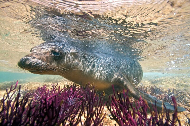 León de mar imagen de archivo. Imagen de agua, méxico - 22736449