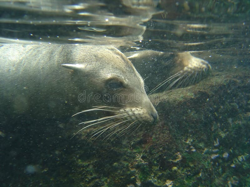 León de mar foto de archivo. Imagen de sello, zambullida - 2305706