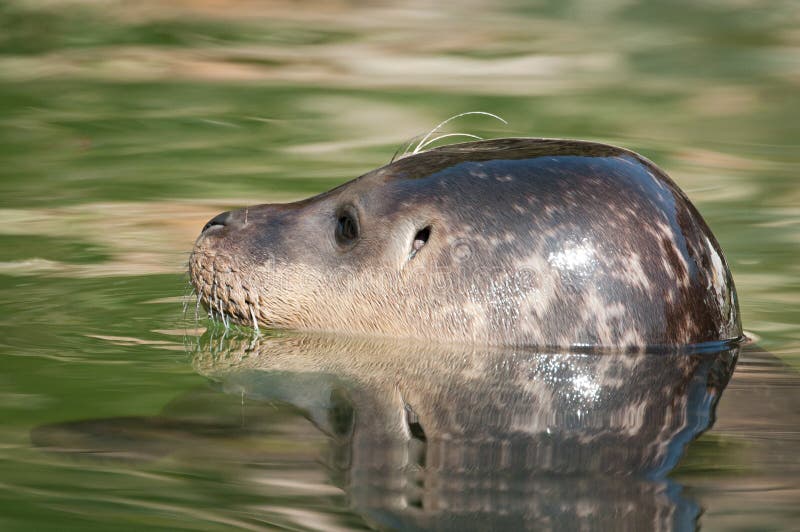León de mar foto de archivo. Imagen de flamenco, piel - 23901936