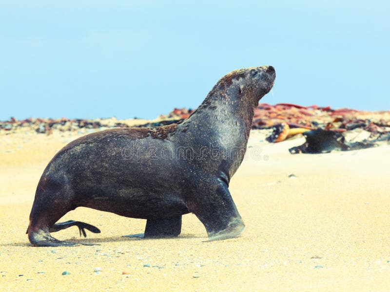 León de mar foto de archivo. Imagen de animal, nuevo - 24290756