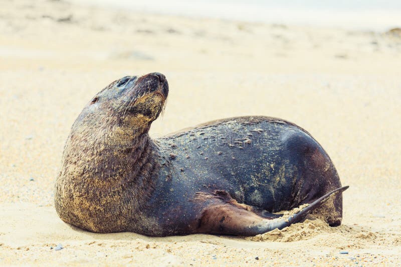 León de mar imagen de archivo. Imagen de animal, playa - 25330567