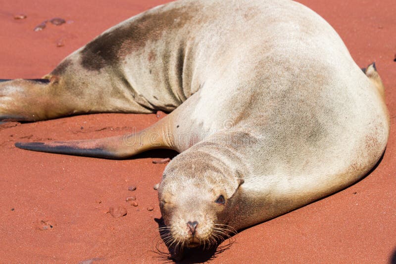 León de mar imagen de archivo. Imagen de nariz, piel - 25384917