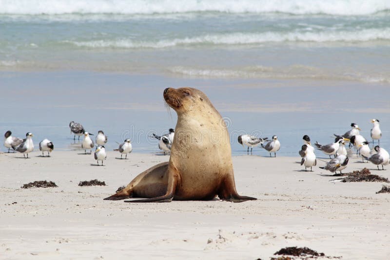 León de mar imagen de archivo. Imagen de exterior, libre - 25614135