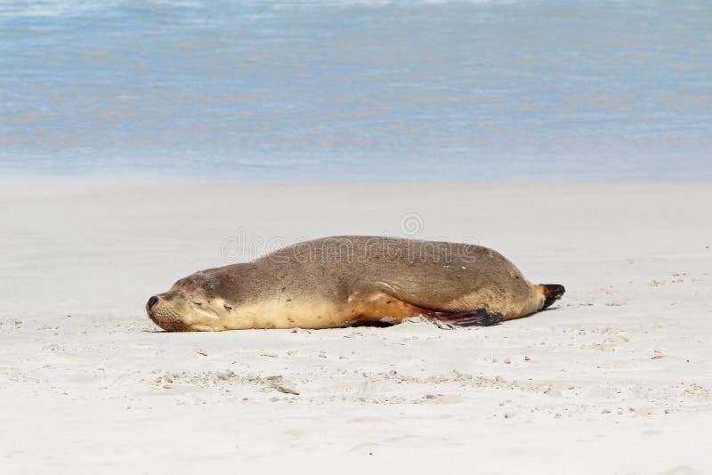 León de mar imagen de archivo. Imagen de agradable, relaje - 25614419