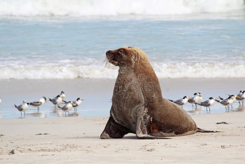 León de mar foto de archivo. Imagen de enorme, masivo - 25614686