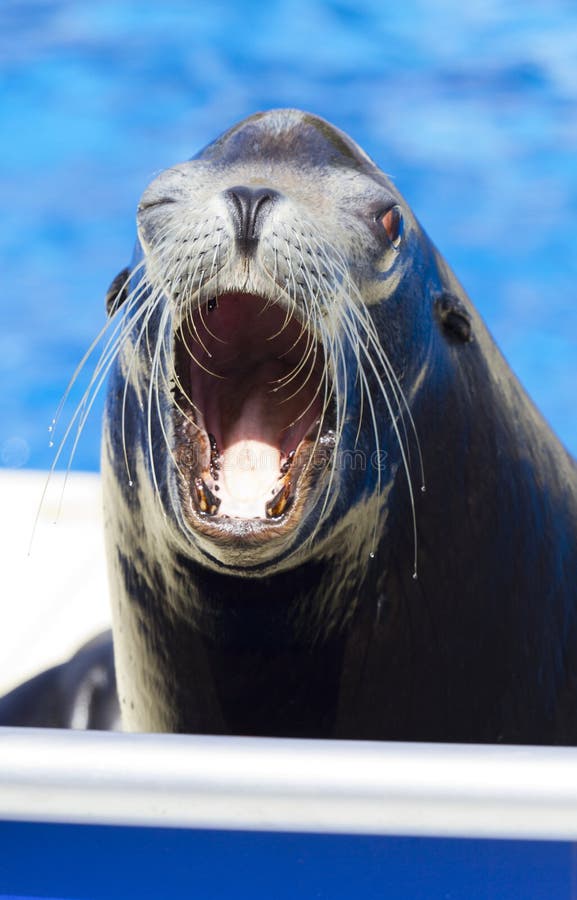 León de mar foto de archivo. Imagen de hocico, fauna - 26457710