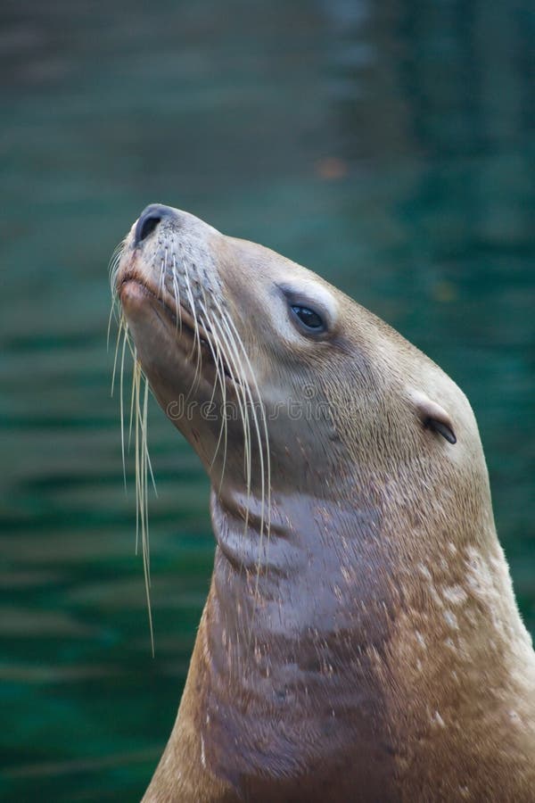 León Marino En El Parque Zoológico Del Central Park, NYC Imagen de ...