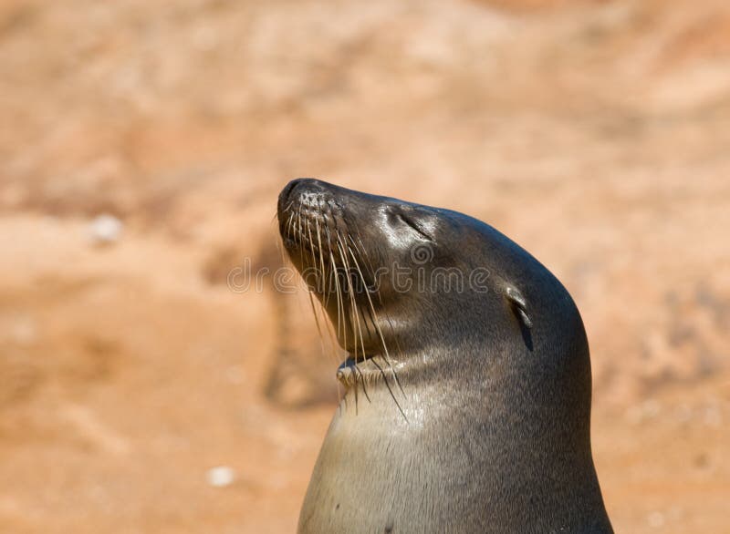 León Marino, Islas De Las Islas Galápagos, Ecuador Foto de archivo ...