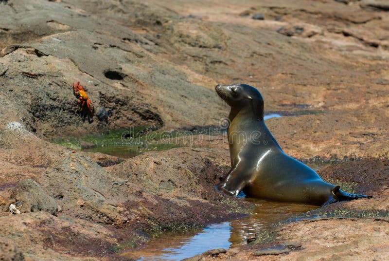 León Marino, Islas De Las Islas Galápagos, Ecuador Foto de archivo ...