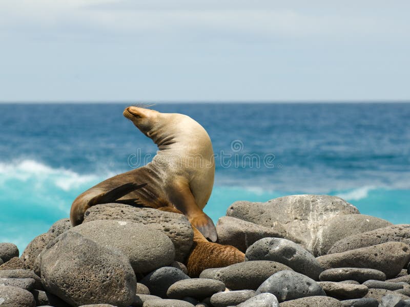 León Marino, Islas De Las Islas Galápagos, Ecuador Foto de archivo ...