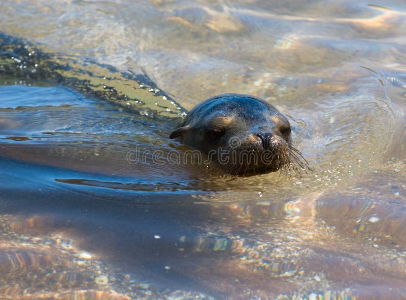 León Marino, Islas De Las Islas Galápagos, Ecuador Foto de archivo ...