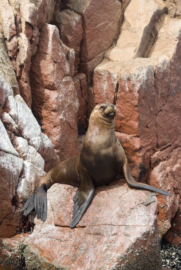 León De Mar En Las Islas De Ballestas Imagen de archivo - Imagen de ...