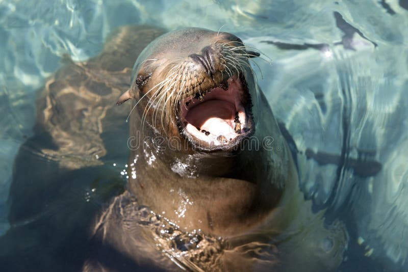 León de mar foto de archivo. Imagen de nadada, vida, marina - 8875016