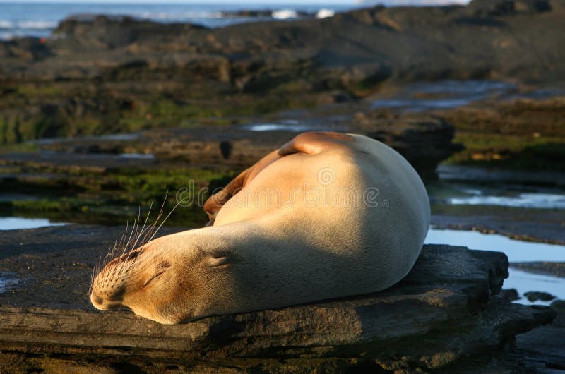 León de mar asoleado foto de archivo. Imagen de cubo, salvaje - 6195746