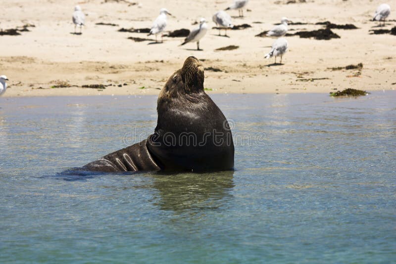 León de mar australiano imagen de archivo. Imagen de salvaje - 12674431