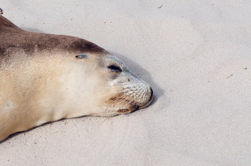 León Marino Australiano Que Muestra F Detrás, De La Cola, Posterior Y ...