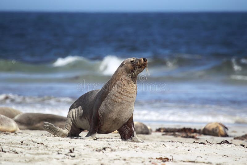 León De Mar Australiano (Neophoca Cinerea) Imagen de archivo - Imagen ...