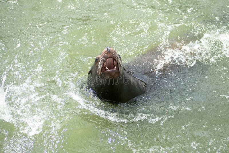 León De Mar Con La Boca Abierta. Foto de archivo - Imagen de leones ...