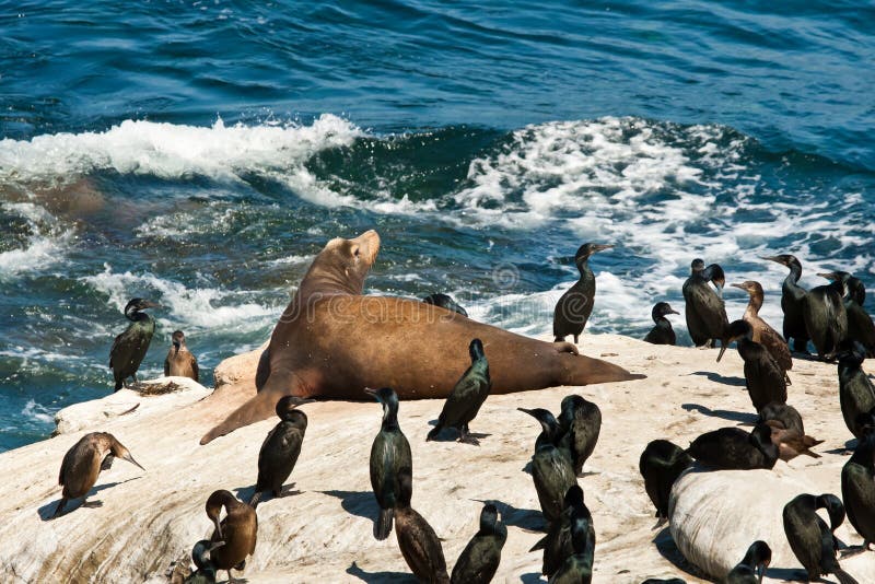 León de mar de California imagen de archivo. Imagen de ondas - 24108725