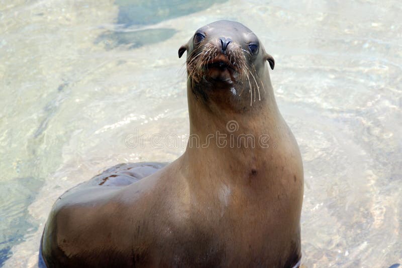 León Marino De California (californianus Del Zalophus) Que Equilibra ...
