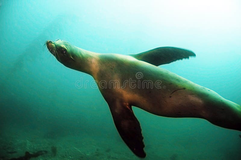 León de mar de California imagen de archivo. Imagen de cierre - 7162793