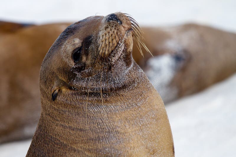 Leones De Mar De Las Islas De Las Islas Gal3apagos Foto de archivo ...