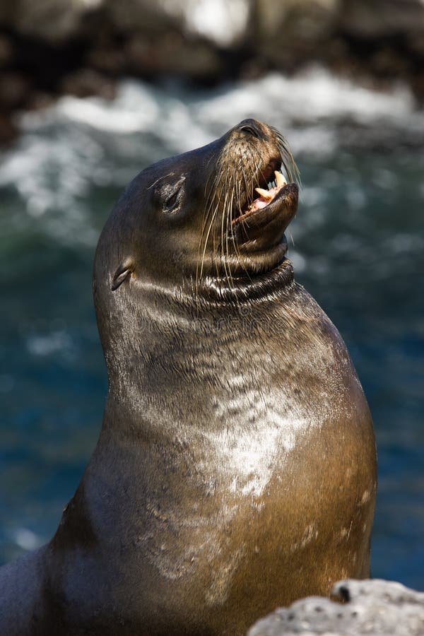 León Marino De Las Islas Galápagos Imagen de archivo - Imagen de islas ...