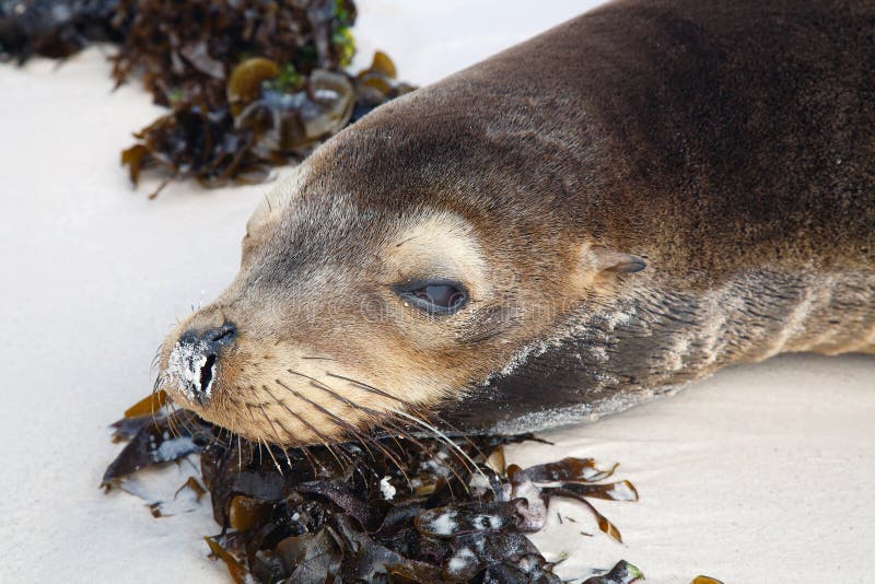 León De Mar De Las Islas Gal3apagos Imagen de archivo - Imagen de viaje ...