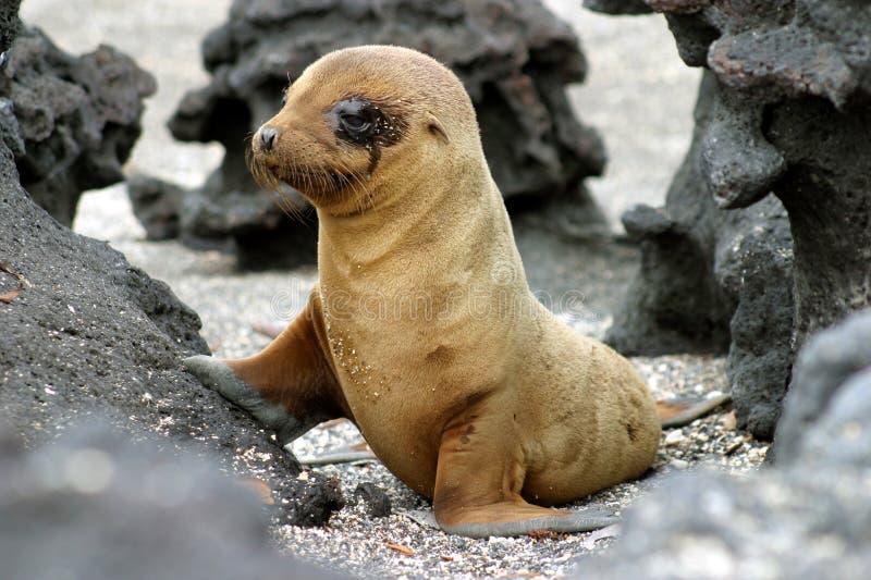 León de mar del bebé imagen de archivo. Imagen de aletas - 862809