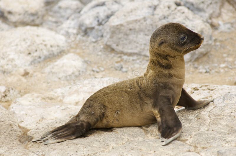 Galapagos León De Mar Zalophus Wollebaeki Especie De León Marino Más ...