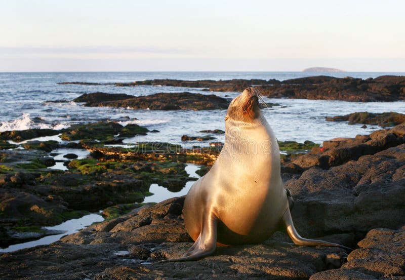 León Marino De Las Islas Galápagos Imagen de archivo - Imagen de marina ...