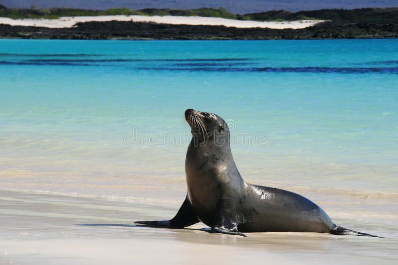 León de mar en una playa imagen de archivo. Imagen de vertebrado - 27684403