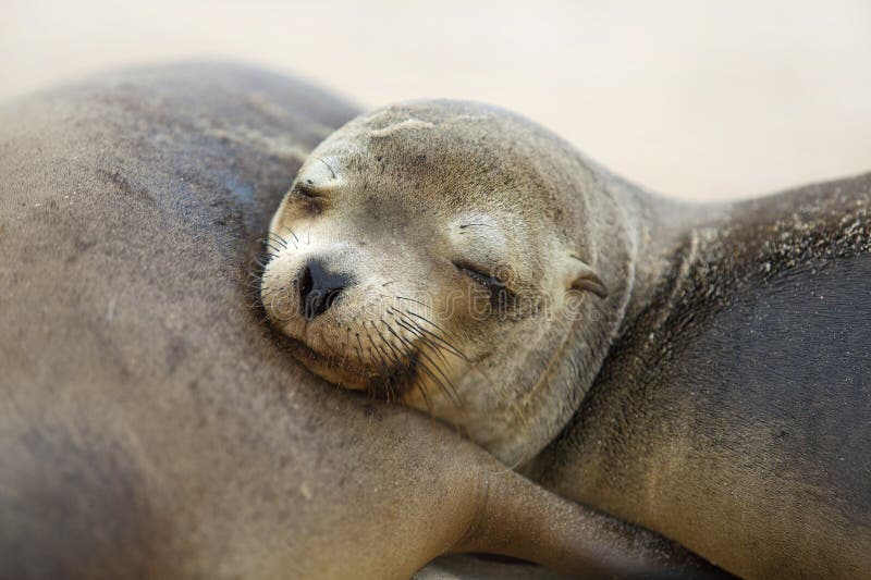 León joven tomado un resto foto de archivo. Imagen de laying - 43560668