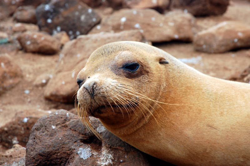 León De Mar, Las Islas Gal3apagos. Imagen de archivo - Imagen de ...