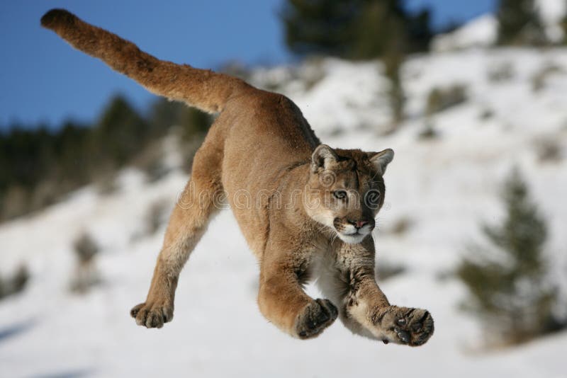 Puma, león de montaña foto de archivo. Imagen de cubo - 21884460