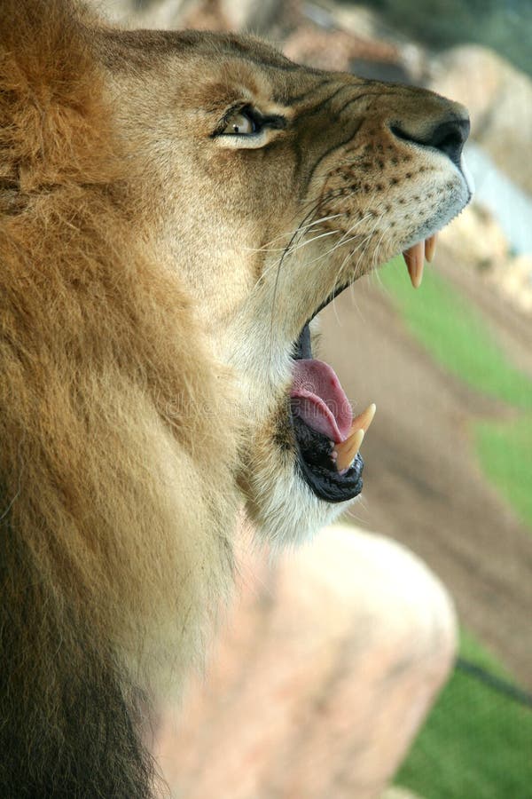 Rugido del león imagen de archivo. Imagen de sabana, peligroso - 4244697