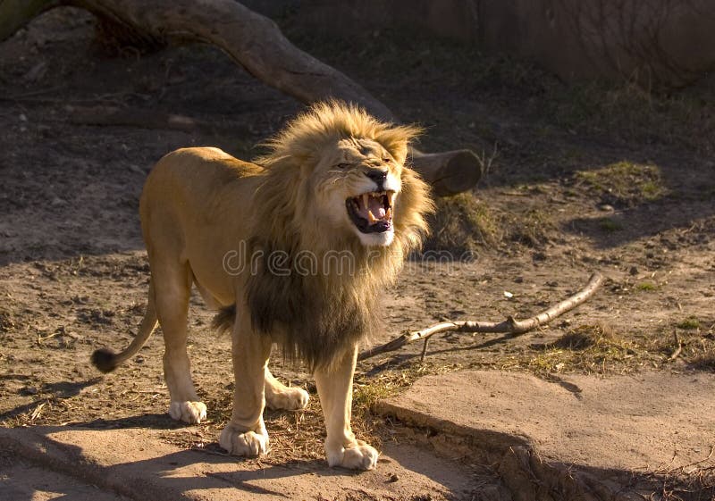 León el gruñir Mt foto de archivo. Imagen de gruñir, león - 2418822