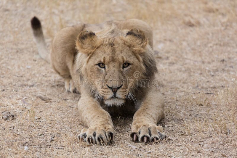 Ataque del león imagen de archivo. Imagen de fuerza, rugido - 78230833
