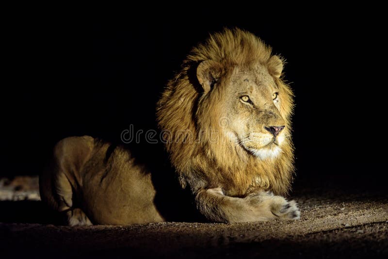 León Masculino Imponente En La Noche Imagen de archivo - Imagen de ...