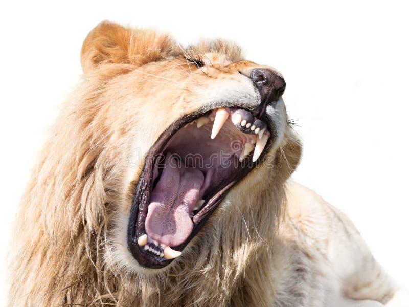 León furioso foto de archivo. Imagen de feroz, orgullo - 135186504