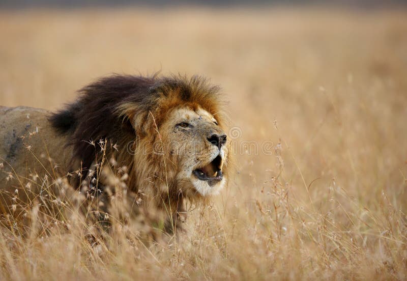 León que ruge imagen de archivo. Imagen de vertebrados - 109274601