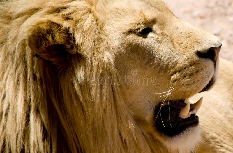 León que ruge imagen de archivo. Imagen de dientes, safari - 27934003